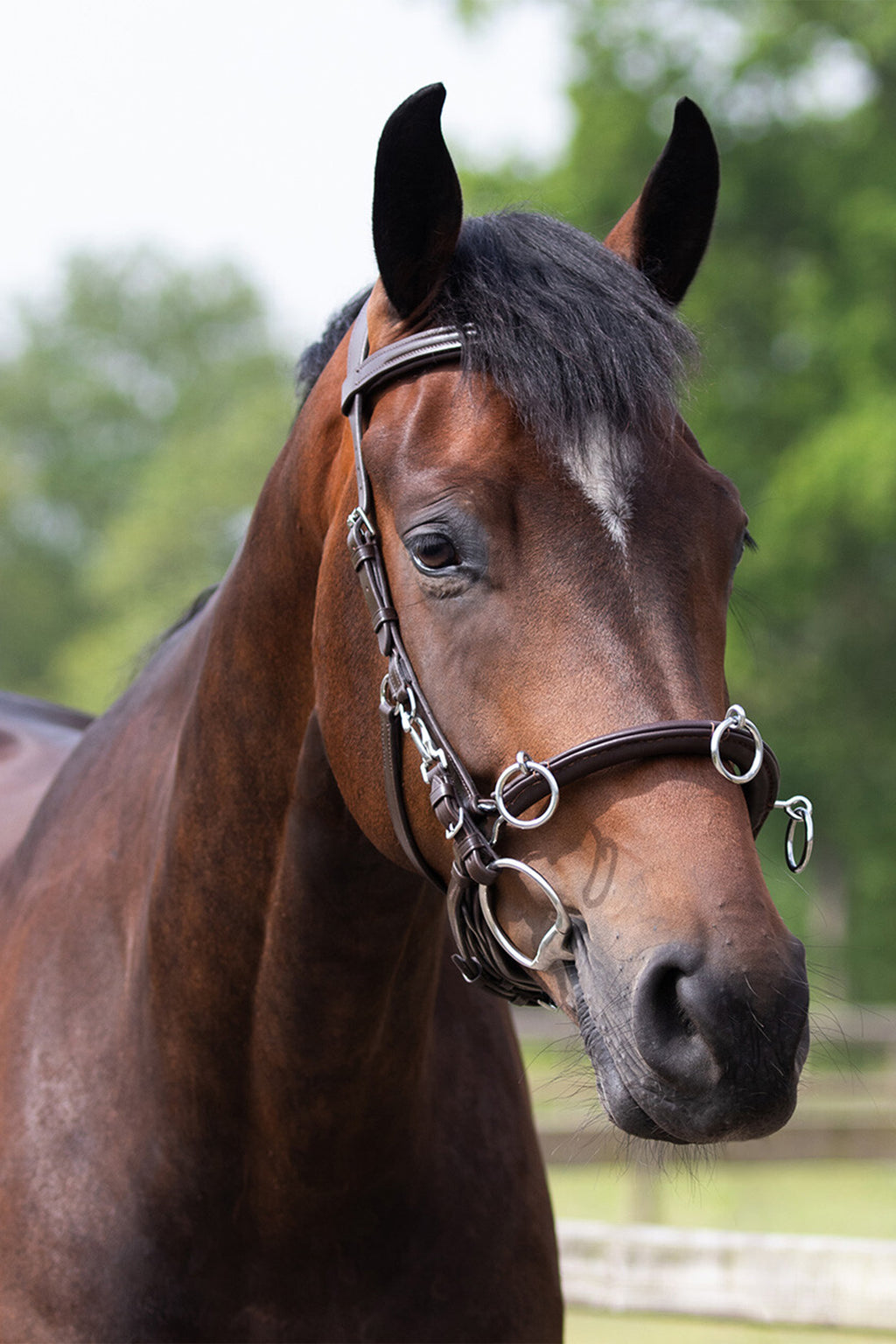 Kapson Läder Brun – Svensk Ridsport