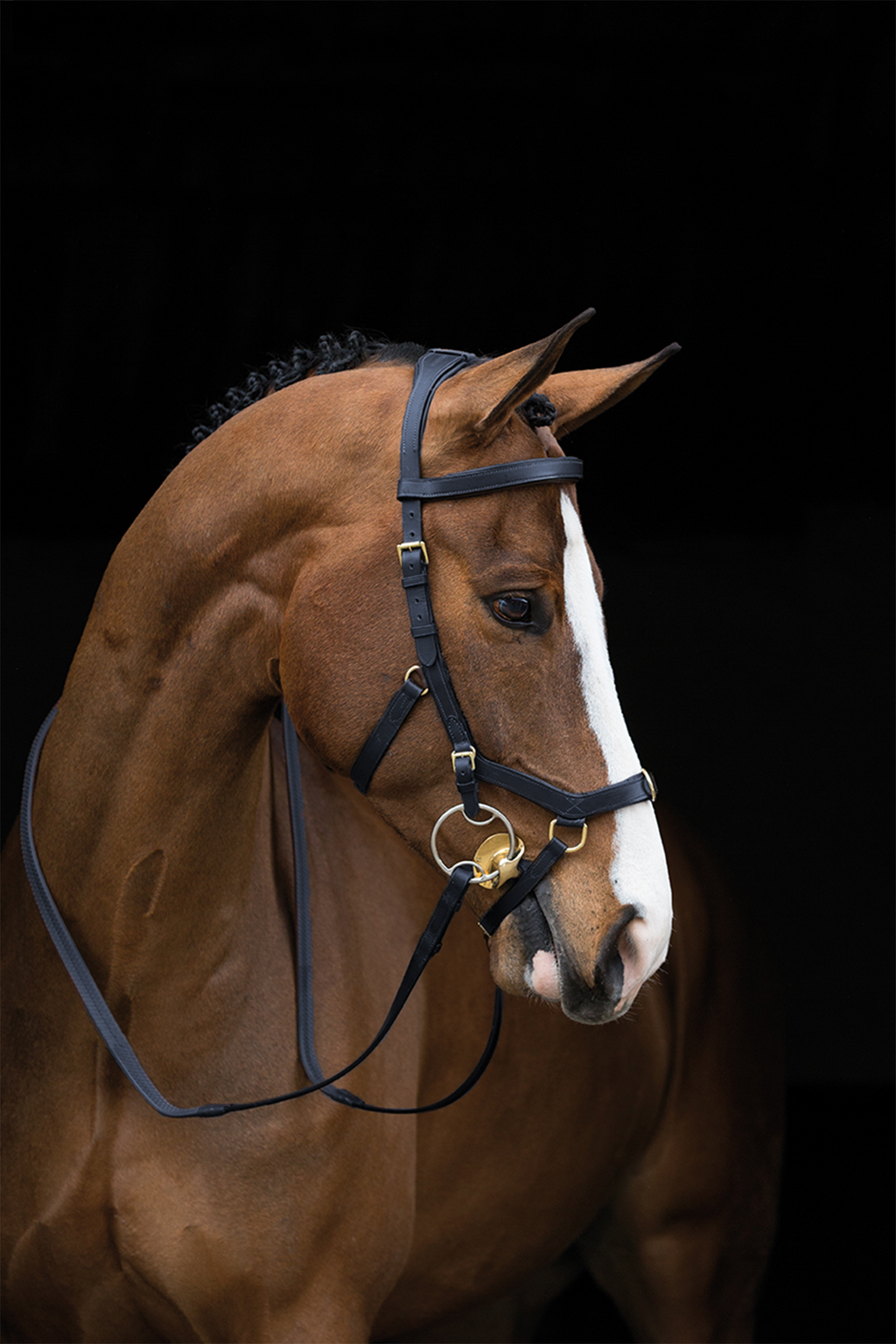 Rambo Micklem Träns Multi – Svensk Ridsport