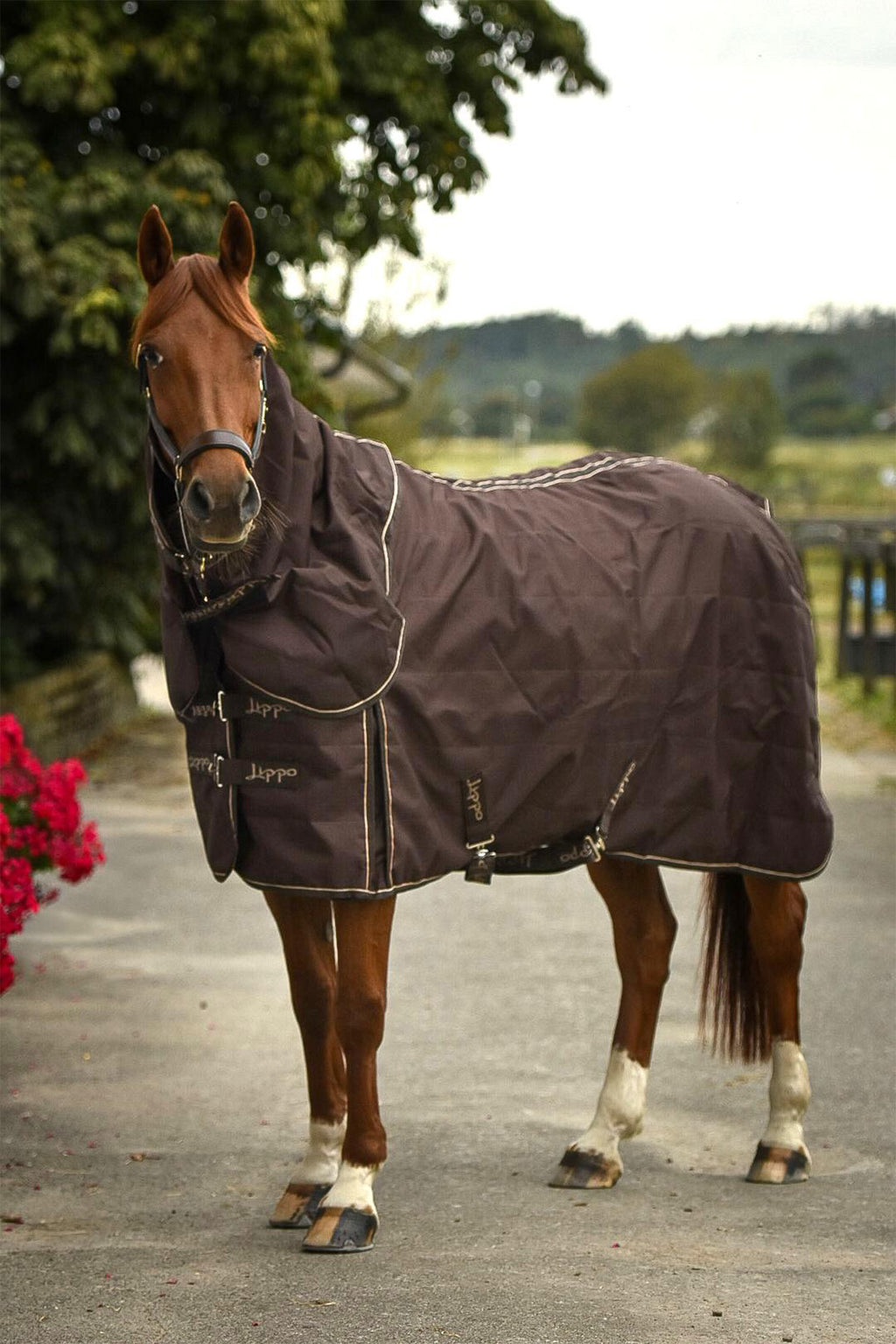 Stalltäcke m. hals 50g Brun – Svensk Ridsport