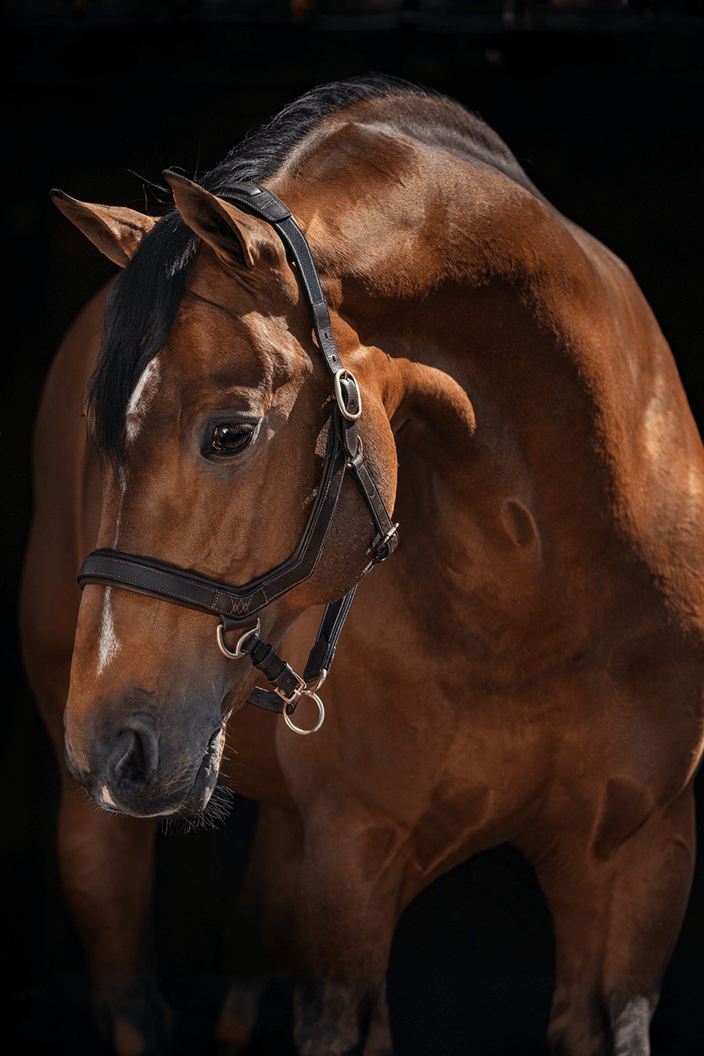 Rambo Micklem Grimma – Svensk Ridsport